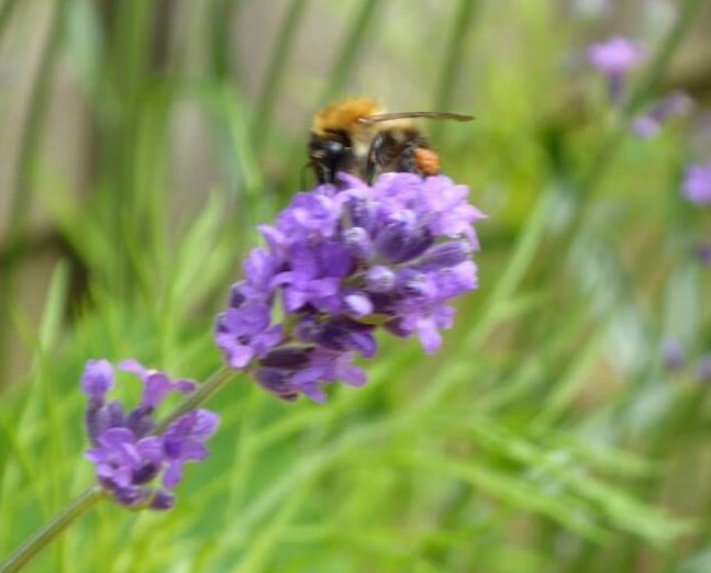 Levendula gyógyhatásai, gyógynövényként való felhasználása