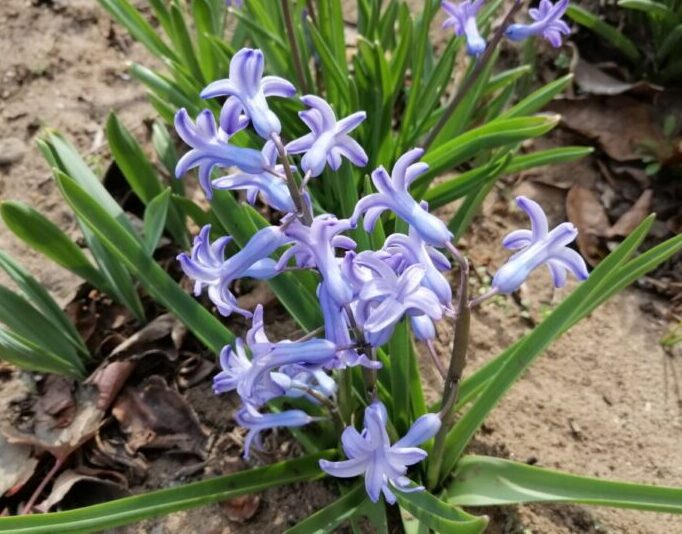 Jácint gondozása, jellemzése: » Balkonada növénygondozás