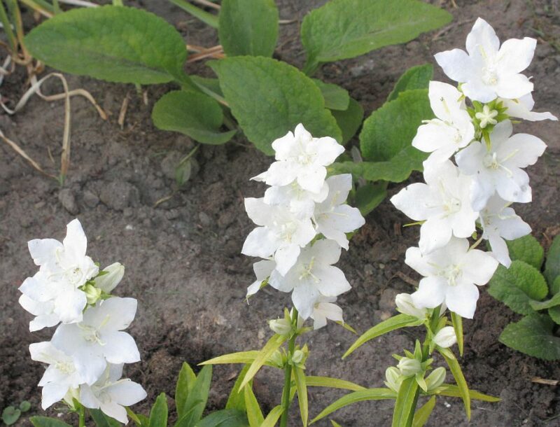 Legkedveltebb harangvirág (Campanula) fajták, gondozásuk