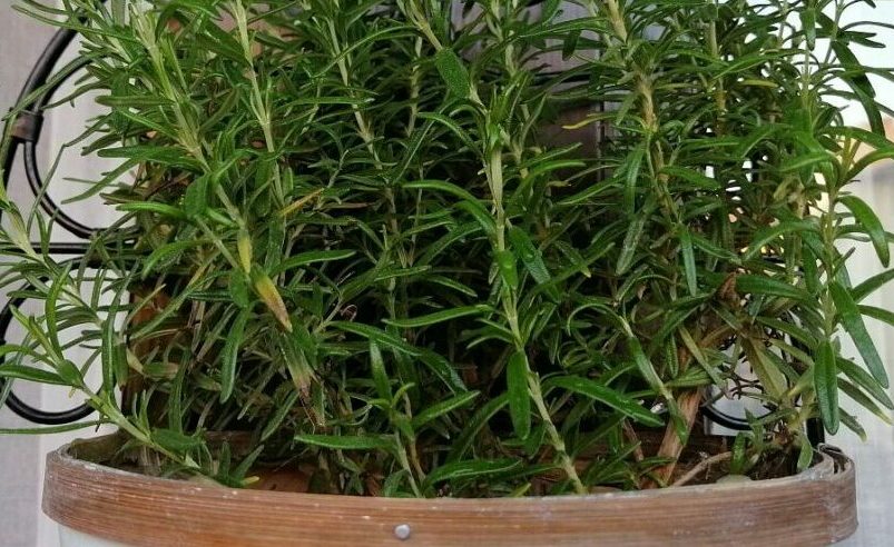 Rozmaring gondozása és felhasználása » Balkonada növénygondozás