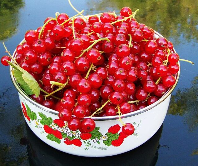 Ribizli, azaz ribiszke gondozása » Balkonada növénygondozás