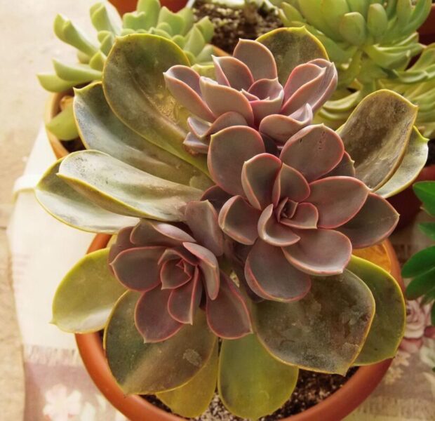 Amerikai kövirózsa (Echeveria sp.) gondozása, szaporítása