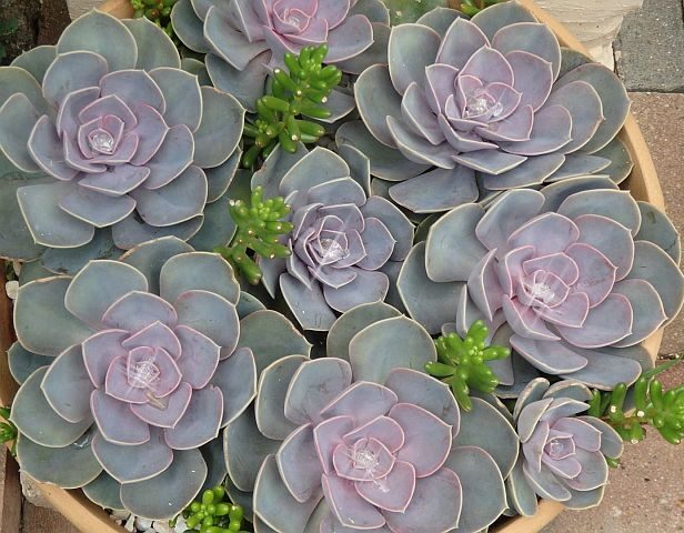 Amerikai kövirózsa (Echeveria sp.) gondozása, szaporítása » Balkonada