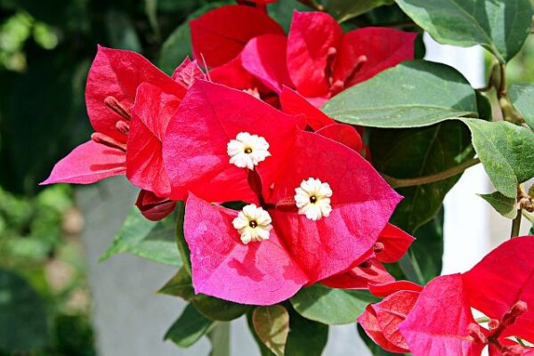 Murvafürt, azaz a Bougainvillea (bugi) gondozása » Balkonada