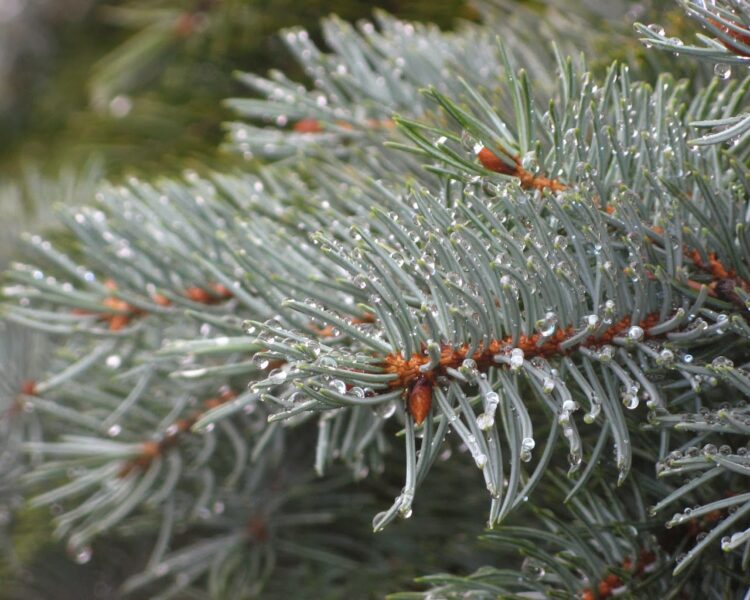 Konténeres fenyő vagy vágott fenyő a jobb választás? » Balkonada