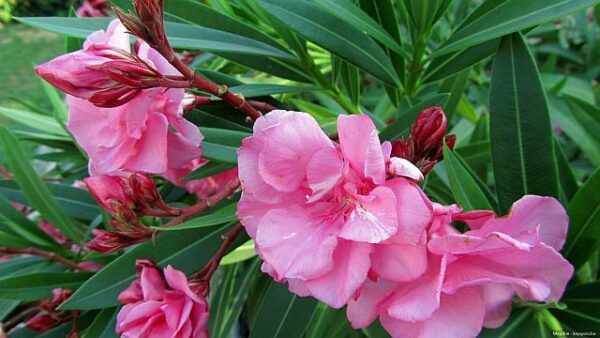 Leander szaporítása gyökereztetéssel - olvasói tanácsok » Balkonada