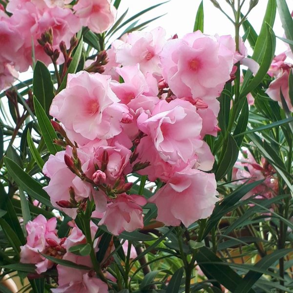 Leander szaporítása gyökereztetéssel - olvasói tanácsok » Balkonada