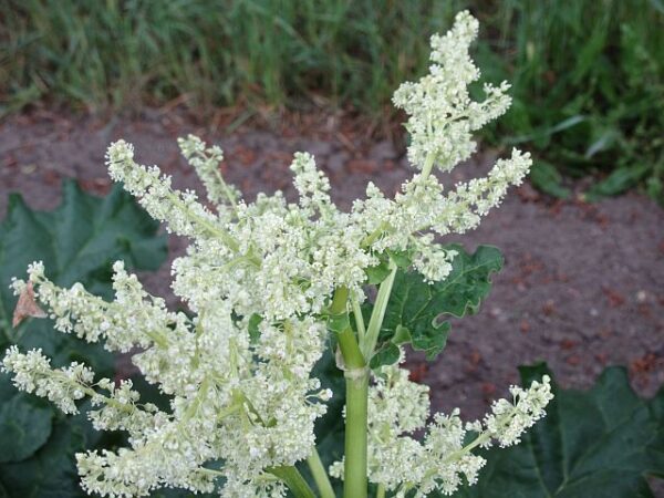 Rebarbara gondozása az ültetéstől a felhasználásig » Balkonada