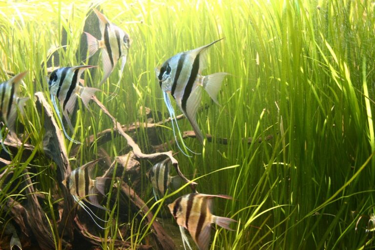 Strapabíró akváriumi növények kezdőknek, amelyek alig igényelnek ...