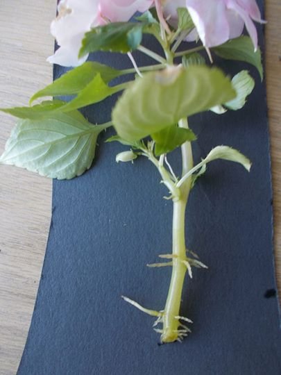 Pistike gyökereztetése két hét alatt - fázis fotókkal » Balkonada növények