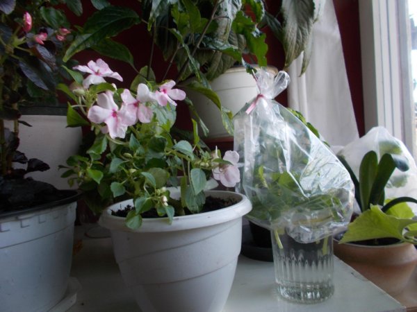 Pistike gyökereztetése két hét alatt - fázis fotókkal » Balkonada növények