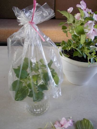 Pistike gyökereztetése két hét alatt - fázis fotókkal » Balkonada növények