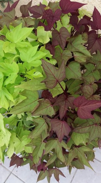 Így lesz gyönyörű dísznövény a batáta az erkélyen » Balkonada