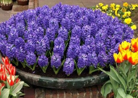 Jácint gondozása, jellemzése: » Balkonada növénygondozás