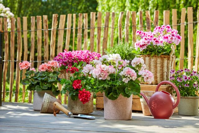 Illatos muskátli gondozása, teleltetése, szaporítása