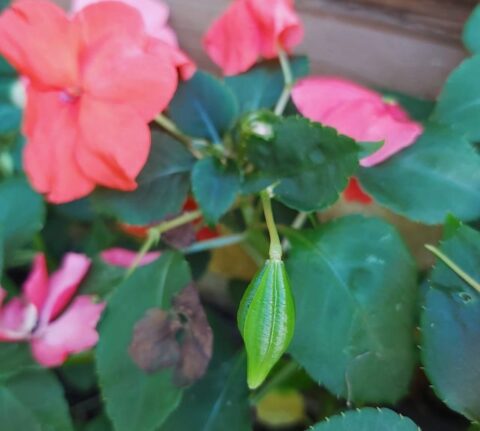 Pistike mag szedése és elültetése - olvasói tanácsok » Balkonada