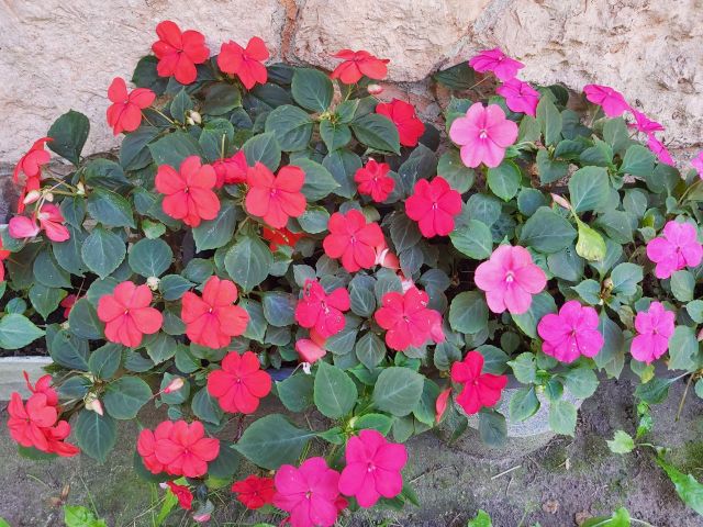 Pistike mag szedése és elültetése - olvasói tanácsok » Balkonada