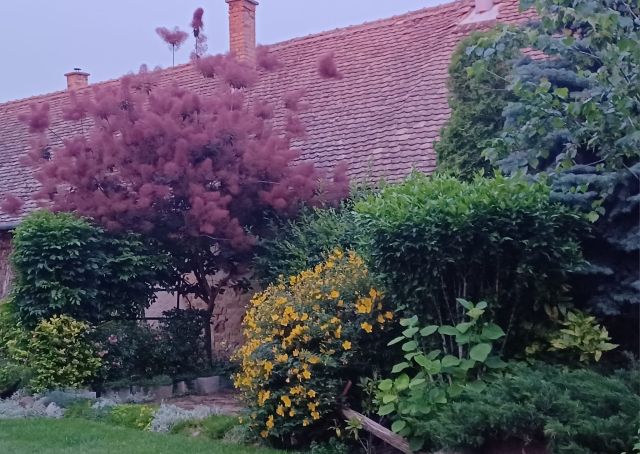 Legszebben virágzó cserjék a kertben » Balkonada