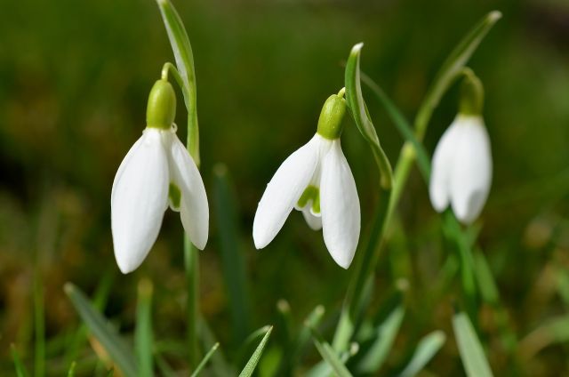 Hóvirág (Galanthus) gondozása a kertben - Balkonada