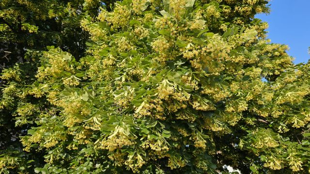 Hársfa: a méhek kedvence és a torok hűséges társa » Balkonada